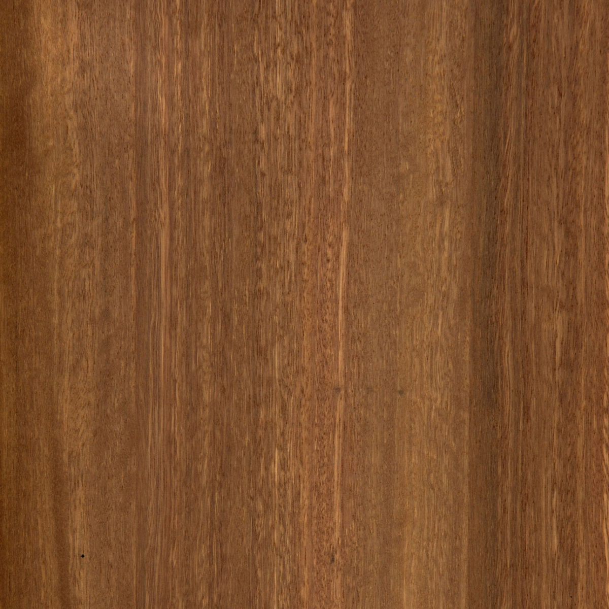 SPOTTED GUM 181.05 - George Fethers